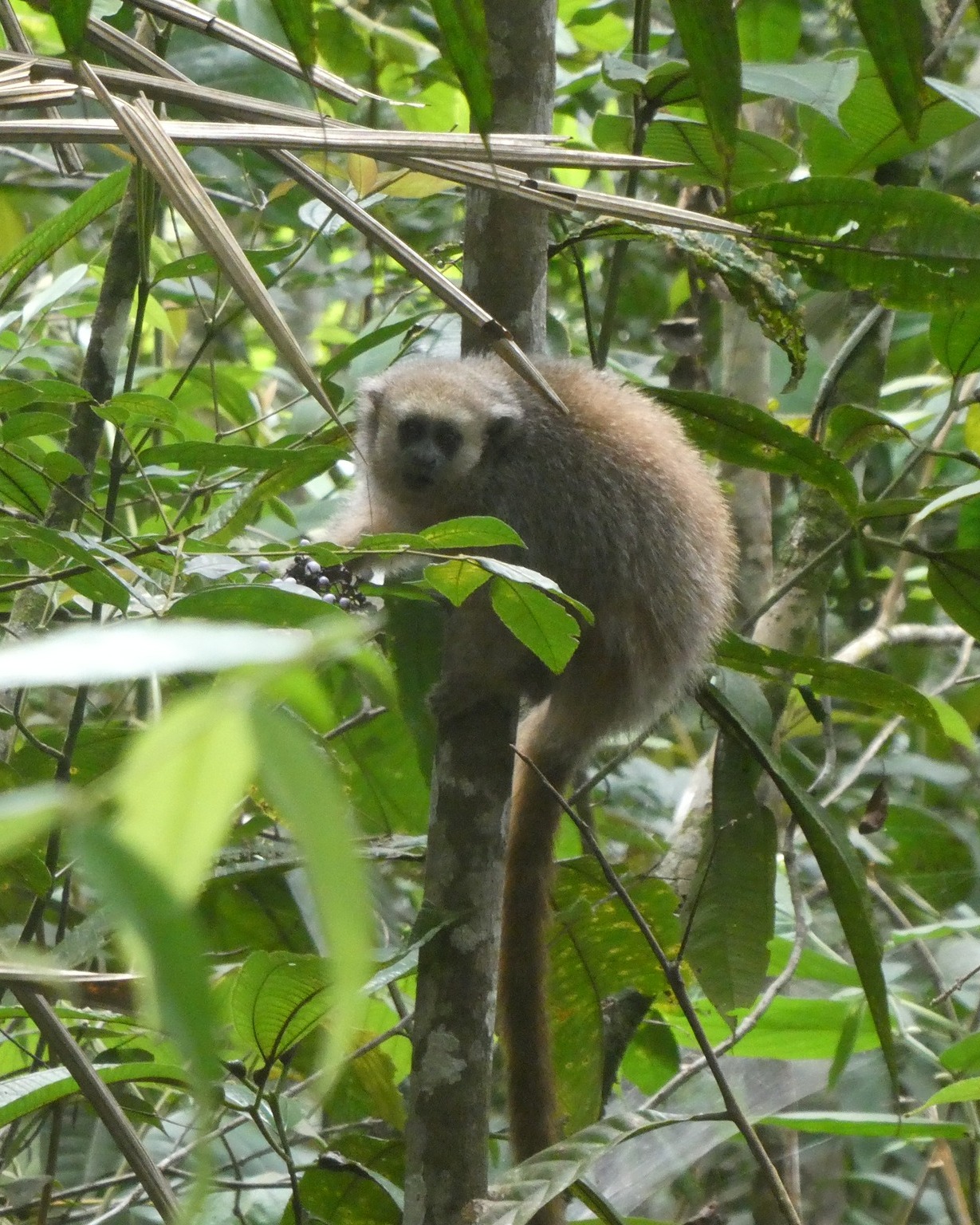 Fieldwork in Peru - Neotropical Primate Conservation